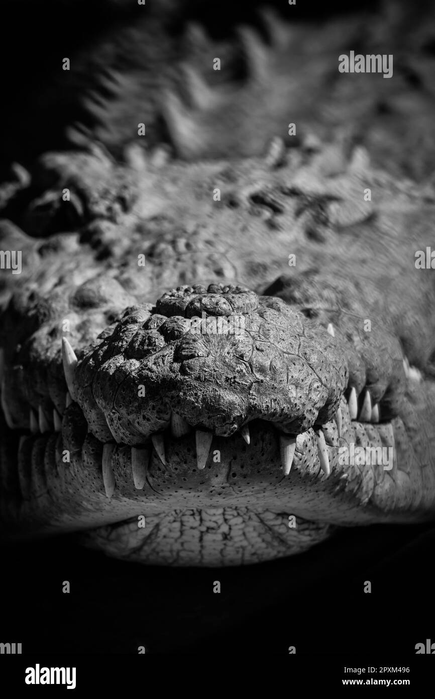 Sharp teeth creature hi-res stock photography and images - Alamy