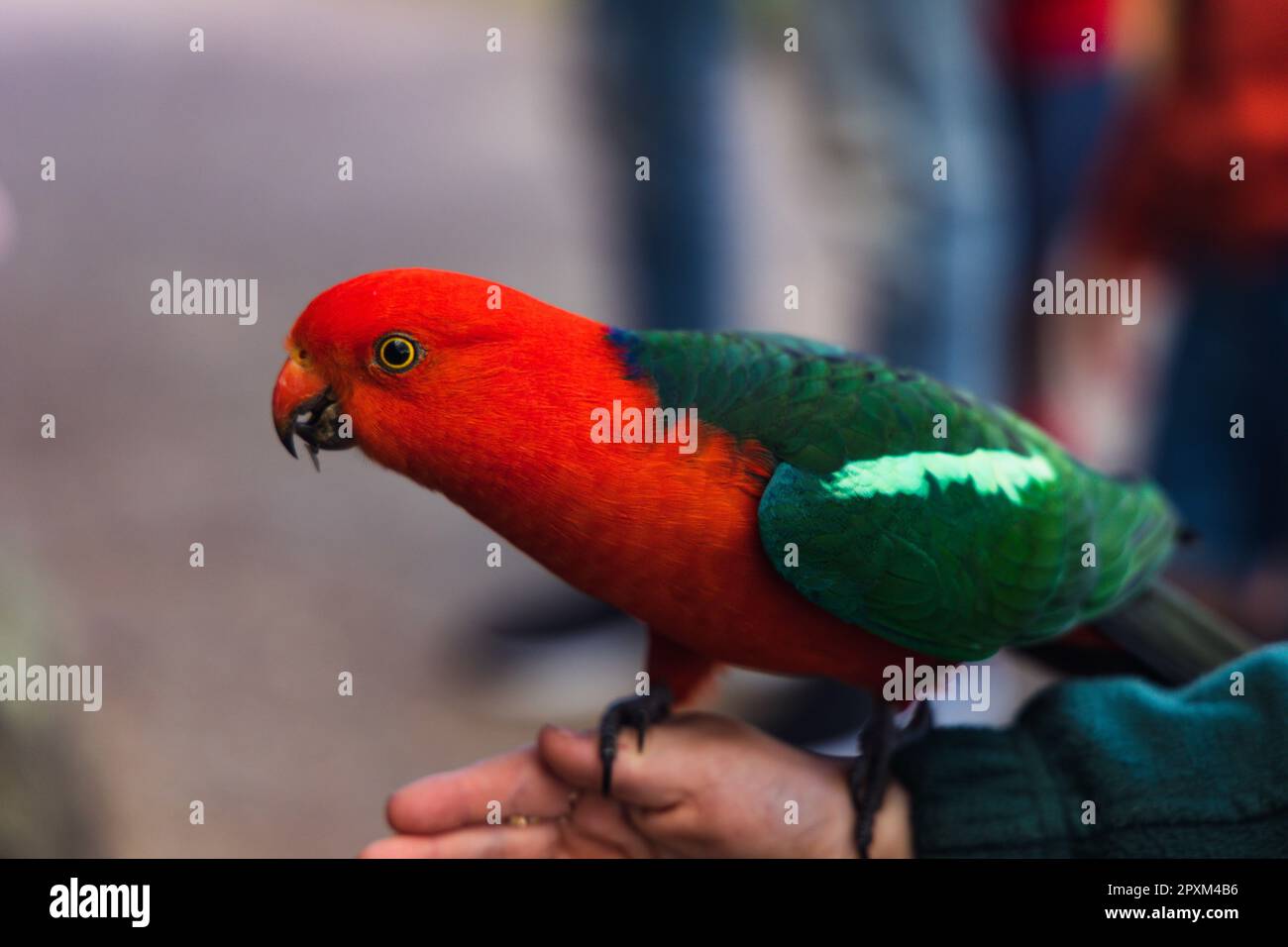 The Australian king parrot. Scientific Name: Alisterus scapularis Stock ...