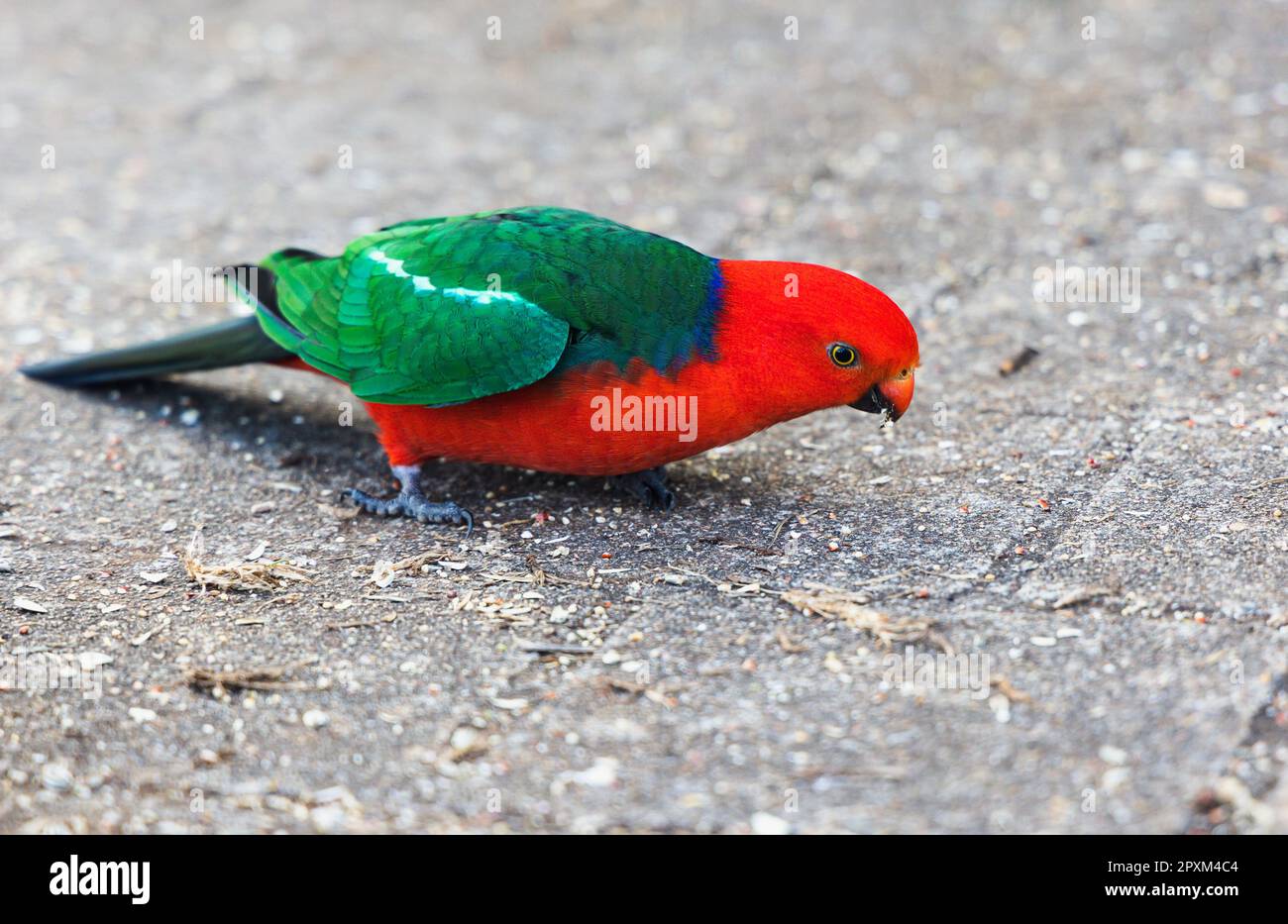 The Australian king parrot. Scientific Name: Alisterus scapularis Stock ...