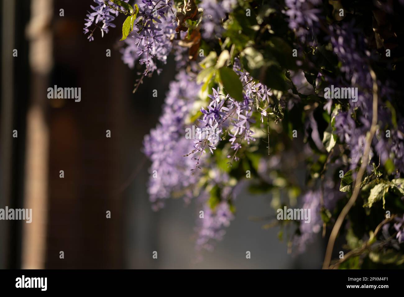 A vibrant array of purple lilac flowers Stock Photo - Alamy