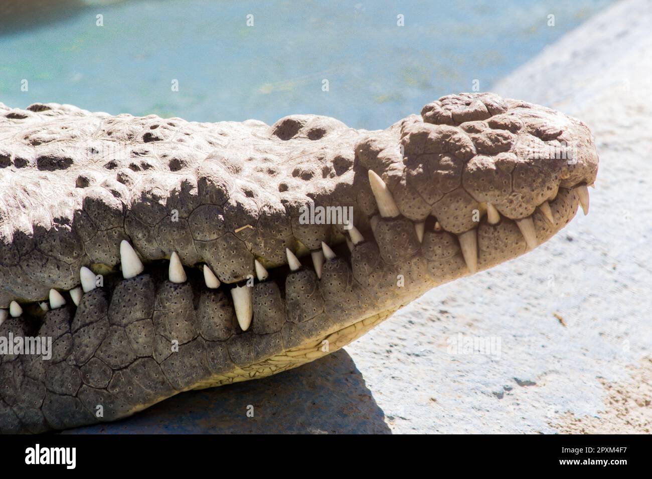 Sharp teeth creature hi-res stock photography and images - Alamy