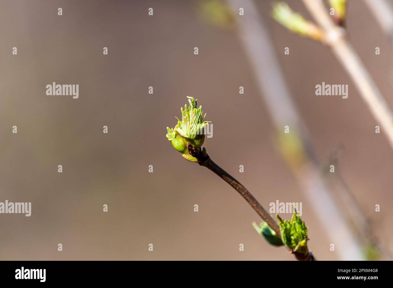 A young tree branch with green buds Stock Photo - Alamy