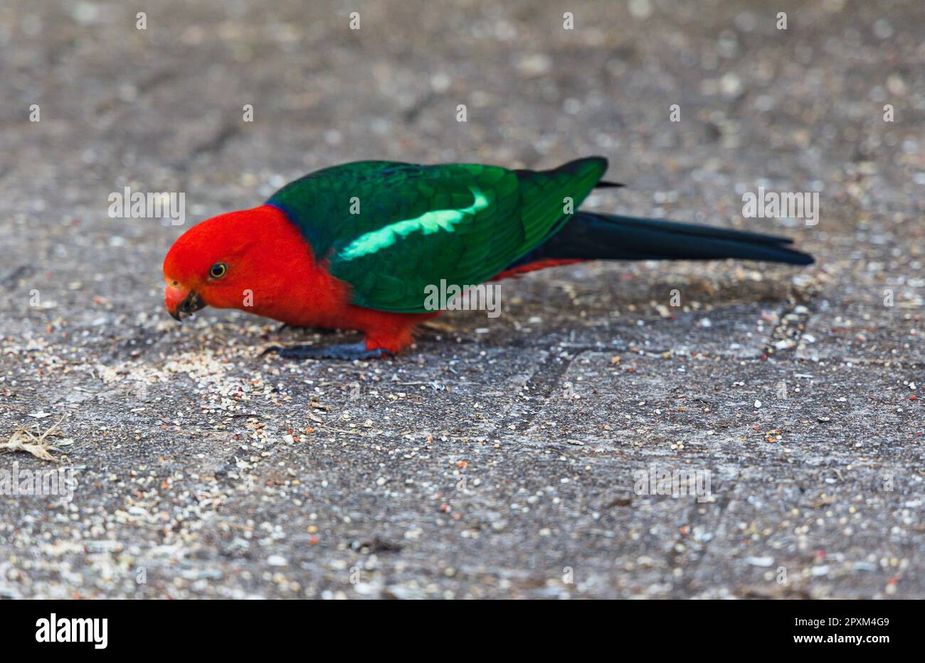The Australian king parrot. Scientific Name: Alisterus scapularis Stock ...