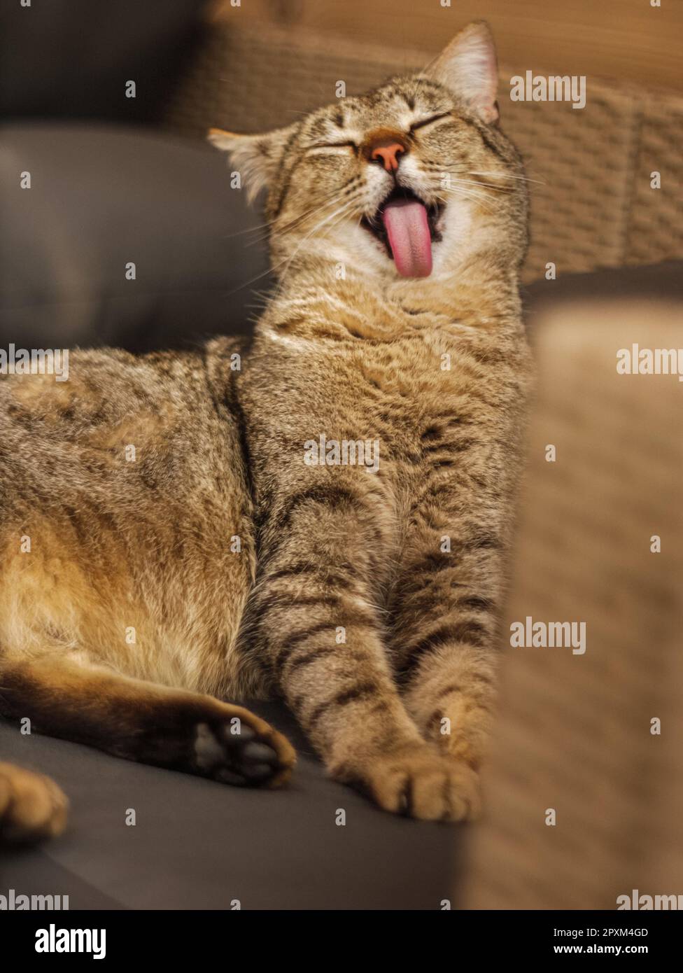 A tabby cat, with its mouth wide open in a yawn, sitting on the sofa ...
