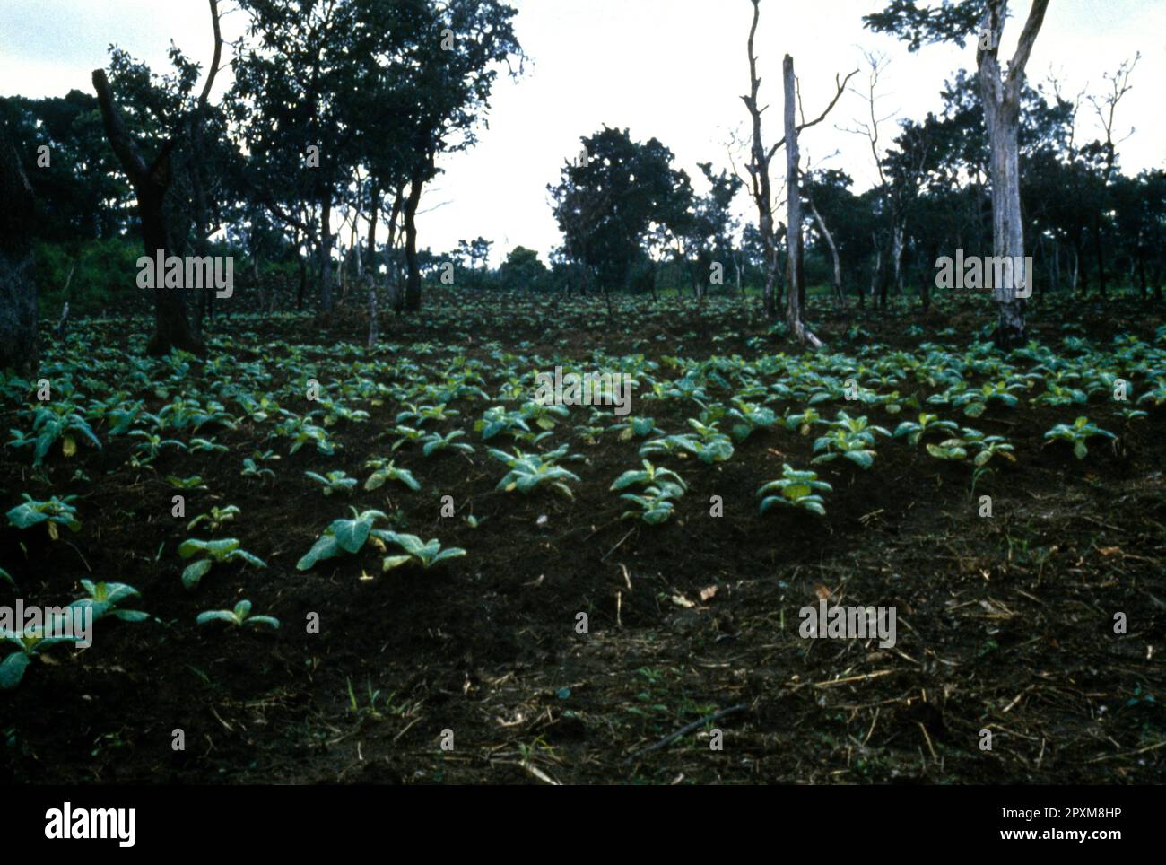 Planted trees nigeria hi-res stock photography and images - Alamy