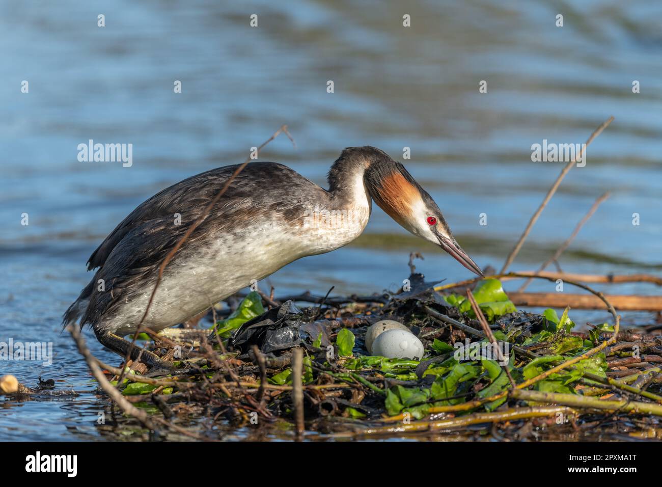 Great Crested Grebe (Podiceps cristatus) on its nest with two eggs. Bas ...