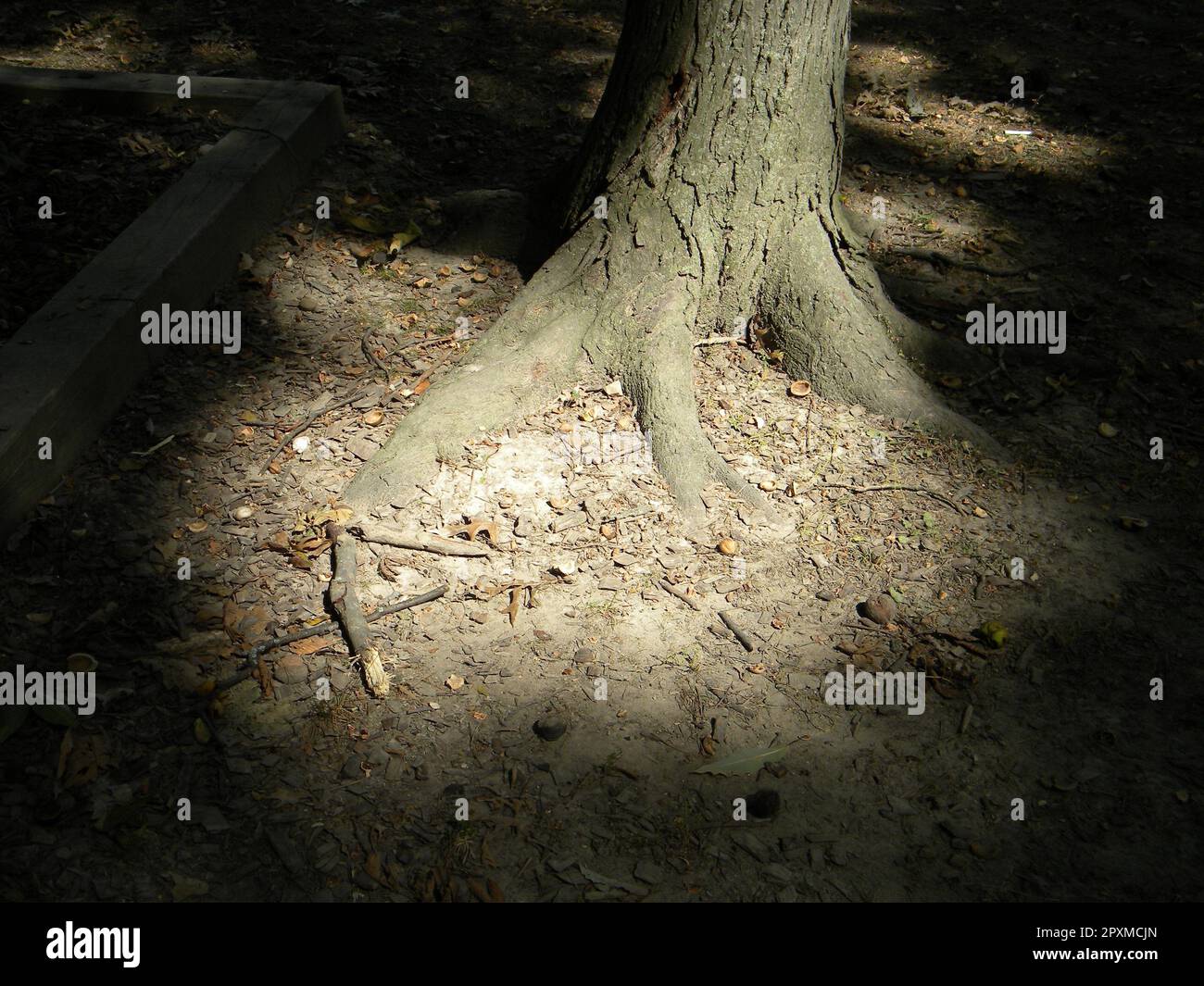 Dappled light tree roots hi-res stock photography and images - Alamy