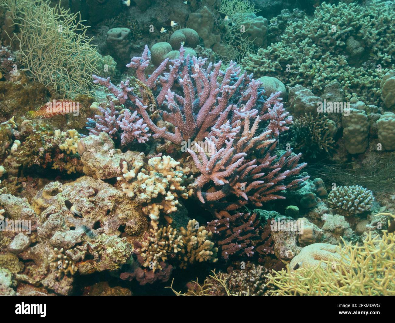 Colorful corals and small exotic fishes at the bottom of the Red sea in ...