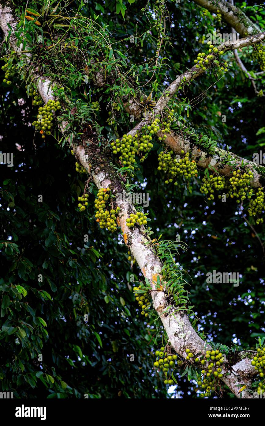 Ficus virens bud hi-res stock photography and images - Alamy