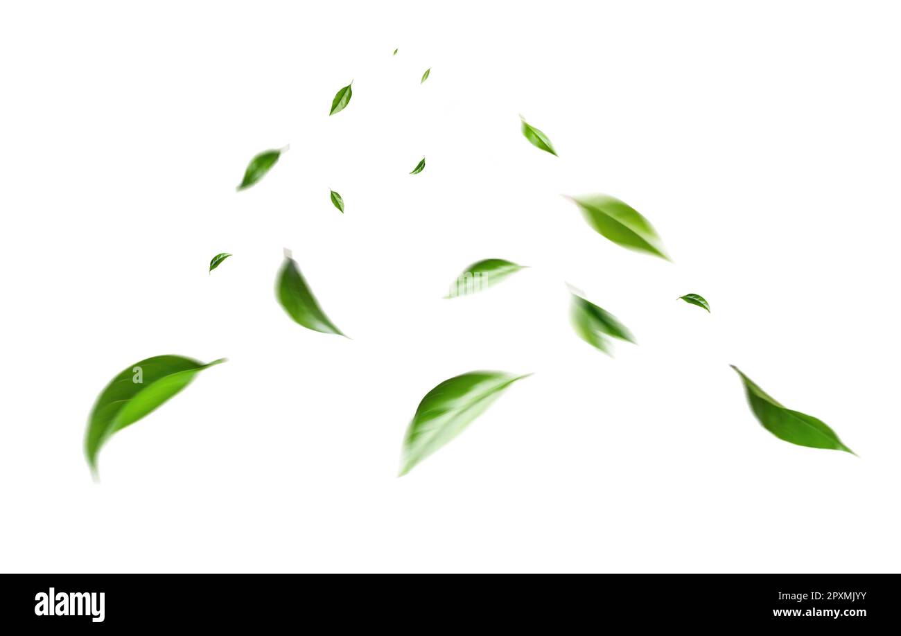 Flying green leaves on white background. Fresh spring foliage ...