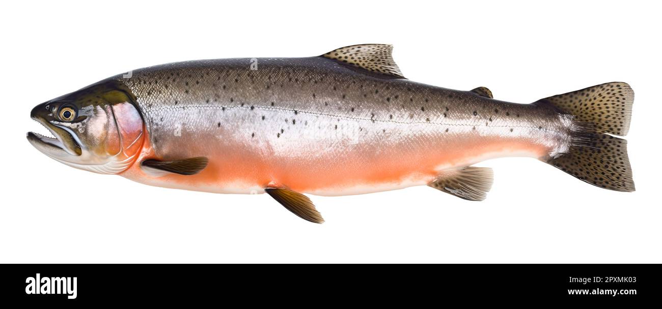 Salmon fish isolated On white background Stock Photo - Alamy