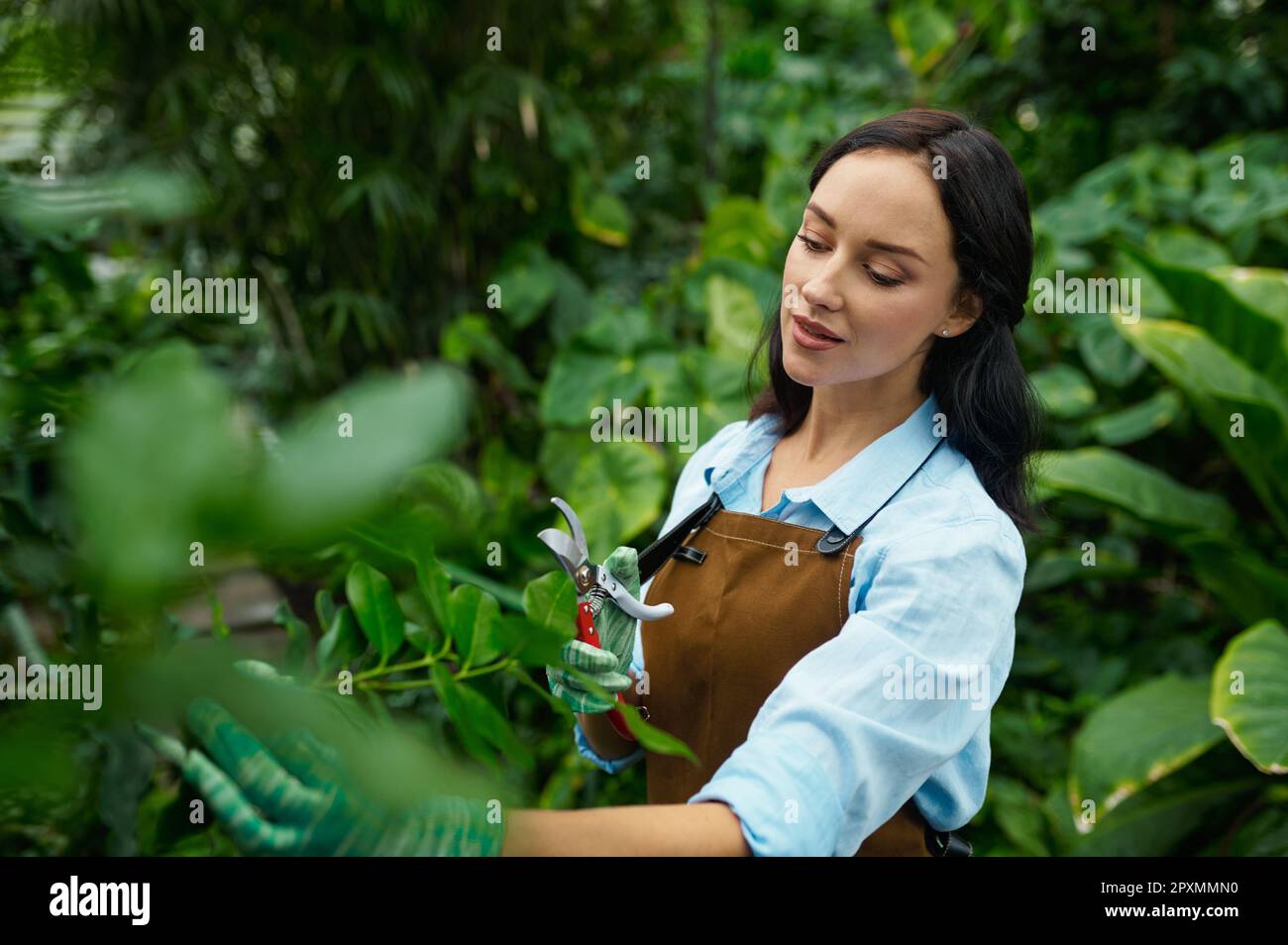 Young female gardener cutting plant growth in garden greenhouse ...