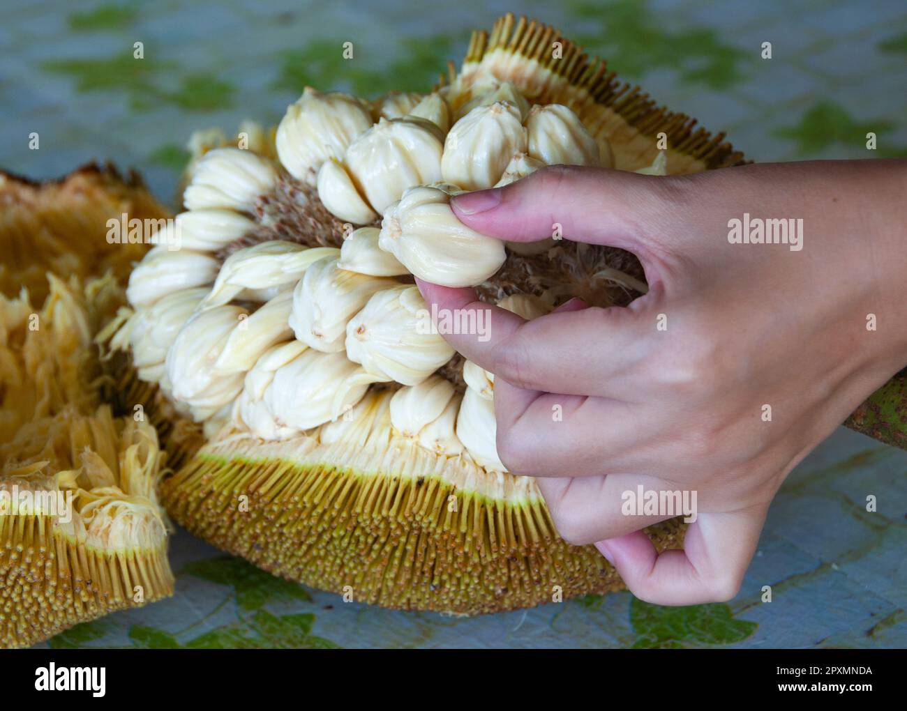 Hand picking Tarap fruit of Borneo Malaysia. Asian fruit concept Stock ...