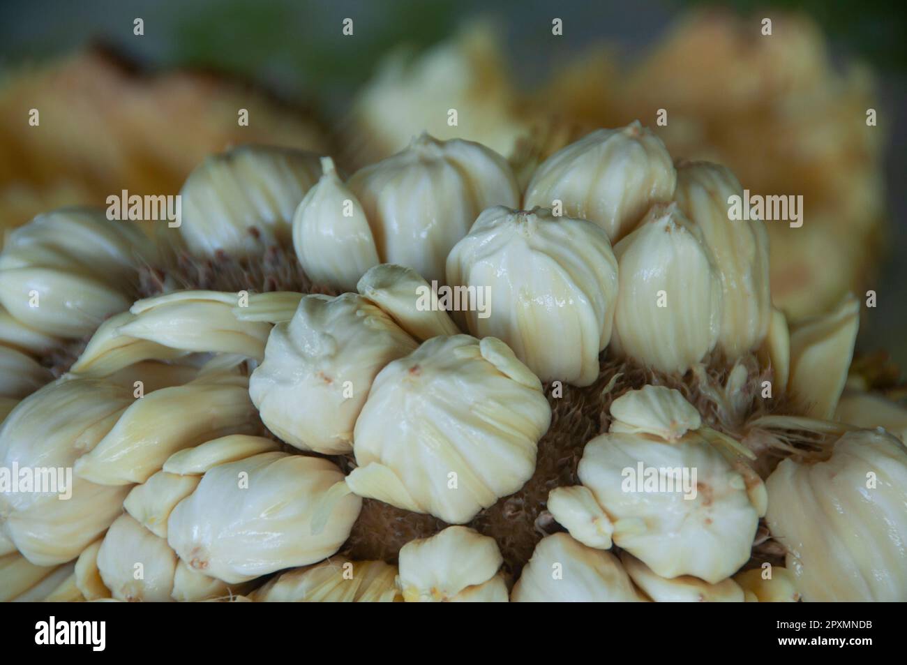 Wile fruit hi-res stock photography and images - Alamy