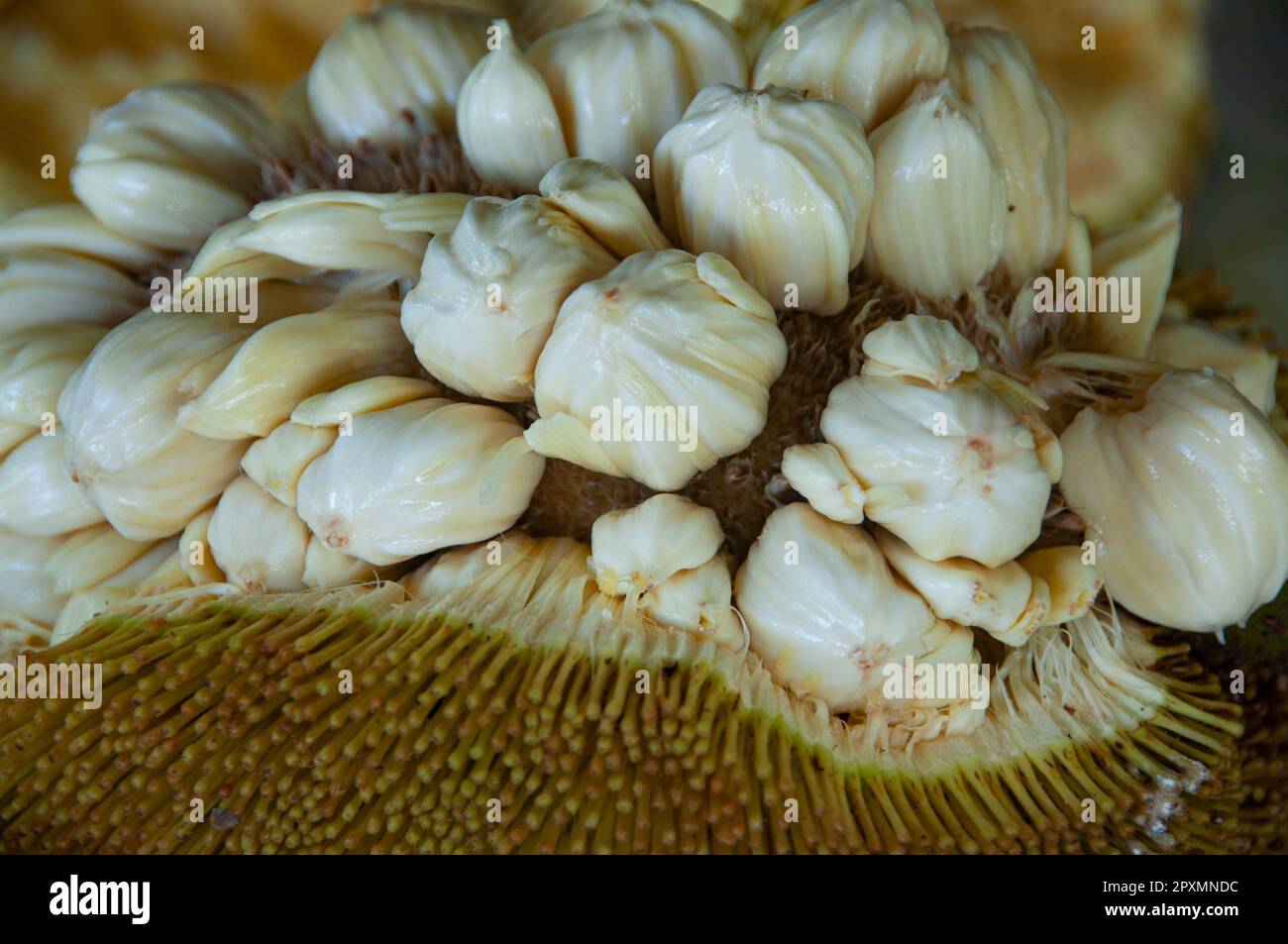 Close up of Tarap fruit of Borneo Malaysia. Asian fruit concept Stock ...