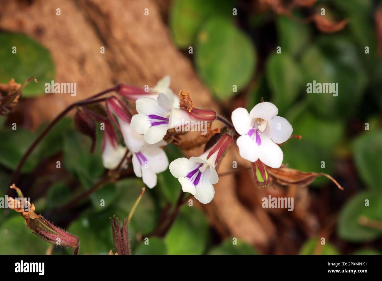 Deinostigma tamiana (Syn. Chirita tamiana, Primulina tamiana) im ...
