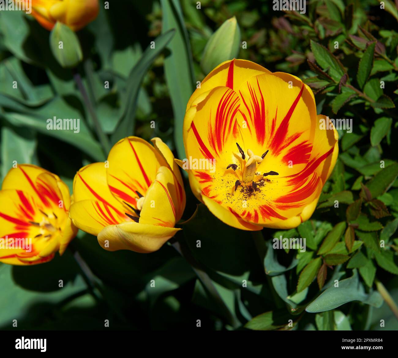 A vibrant yellow and red flowers growing among lush green leaves and ...