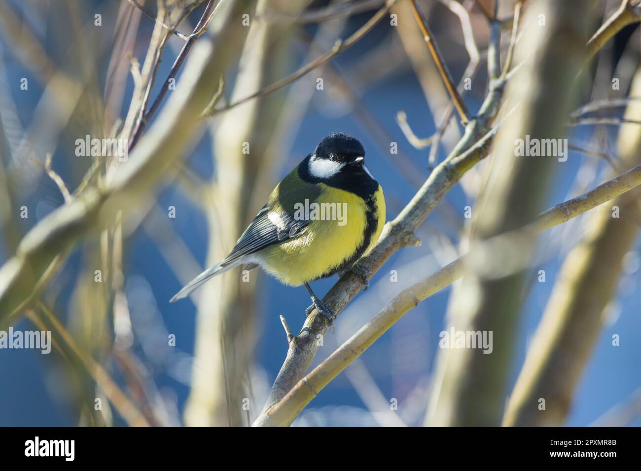 A small yellow and black Parus major bird perched atop a barren tree ...