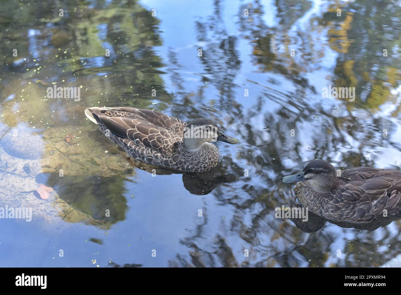 Two brown ducks swimming gracefully in a tranquil pool of blue water ...