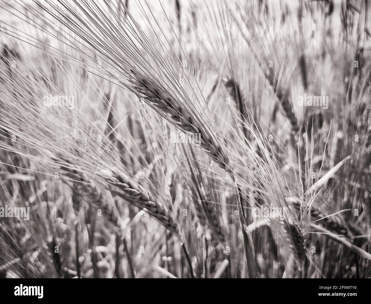 Gerstenfeld im Land Brandenburg, Deutschland Stock Photo - Alamy