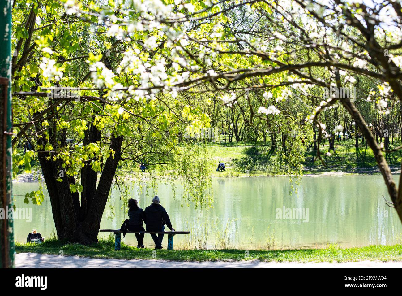Couple enjoys lovely April scene by the lake with apple trees in bloom ...