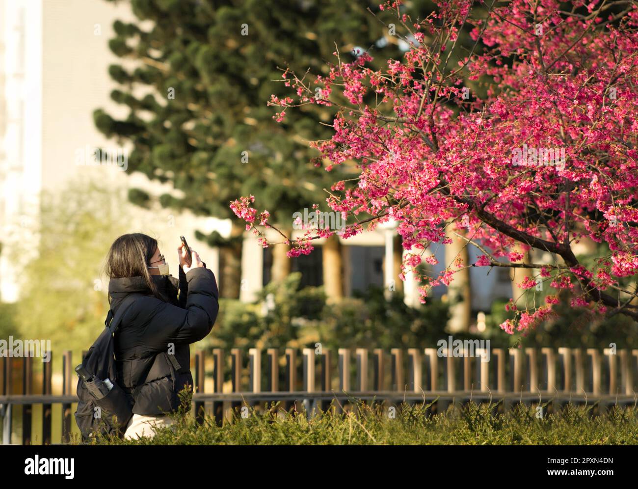 A female photographer taking a picture of a stunning flowering tree in ...