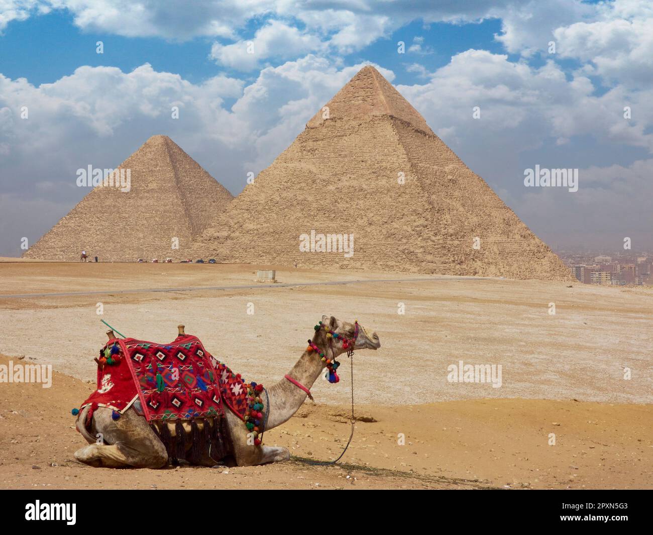 A camel is sitting beneath the backdrop of ancient Egyptian pyramids in ...