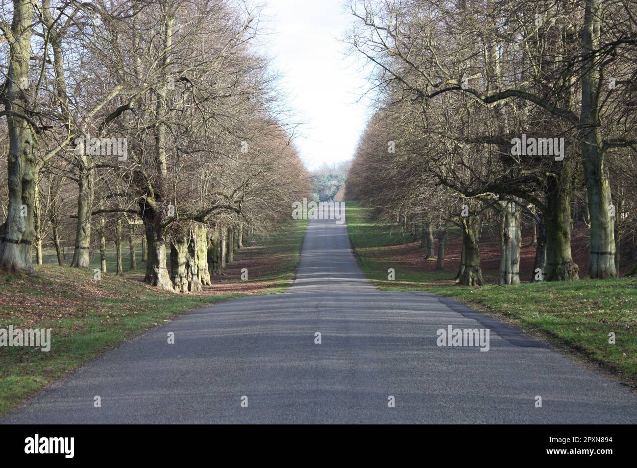 Lime tree avenue hi-res stock photography and images - Alamy