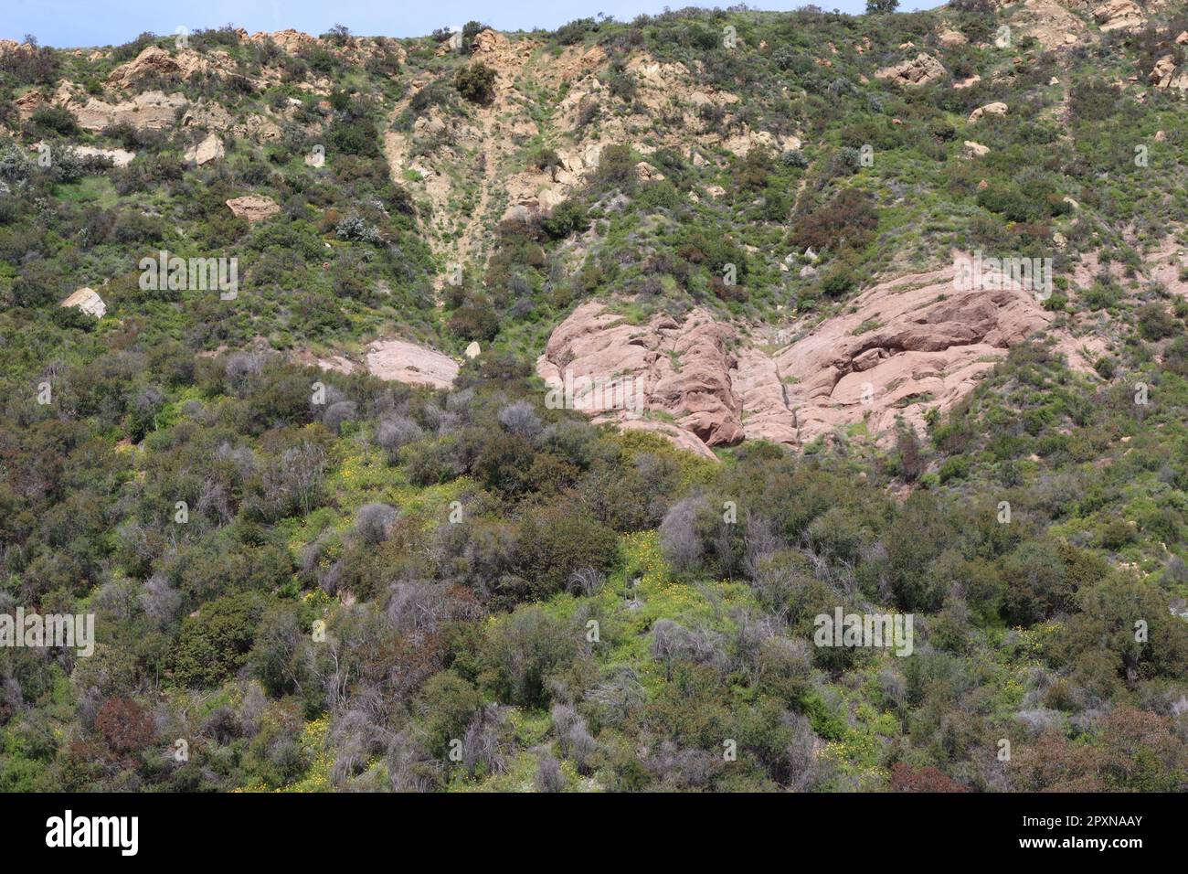 The incredibly biodiverse native plant community known as Chaparral is ...