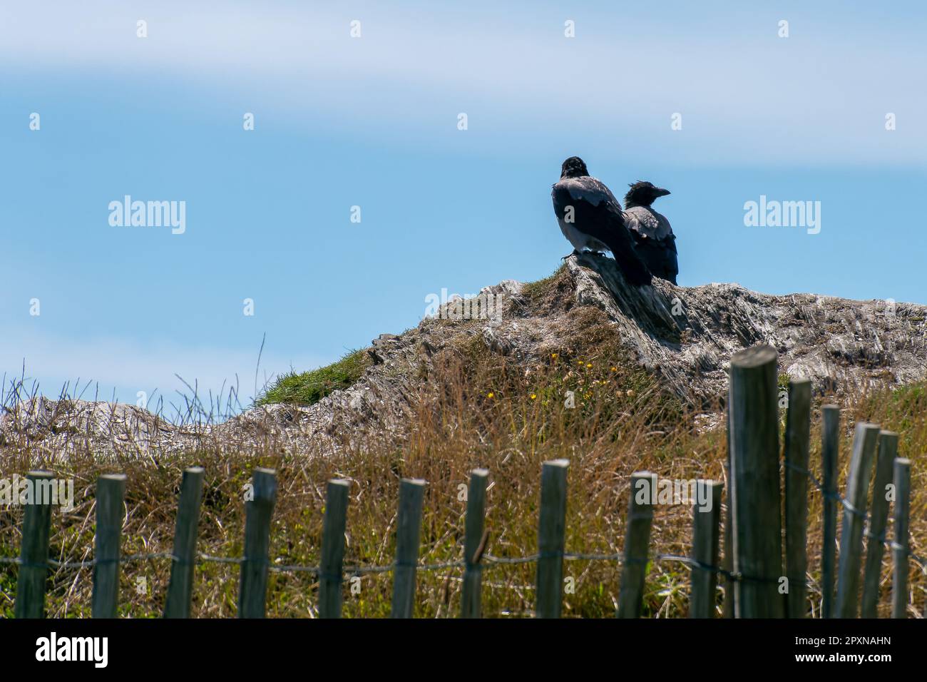crows are sitting on a stone on a sunny day. Two black birds. Black ...