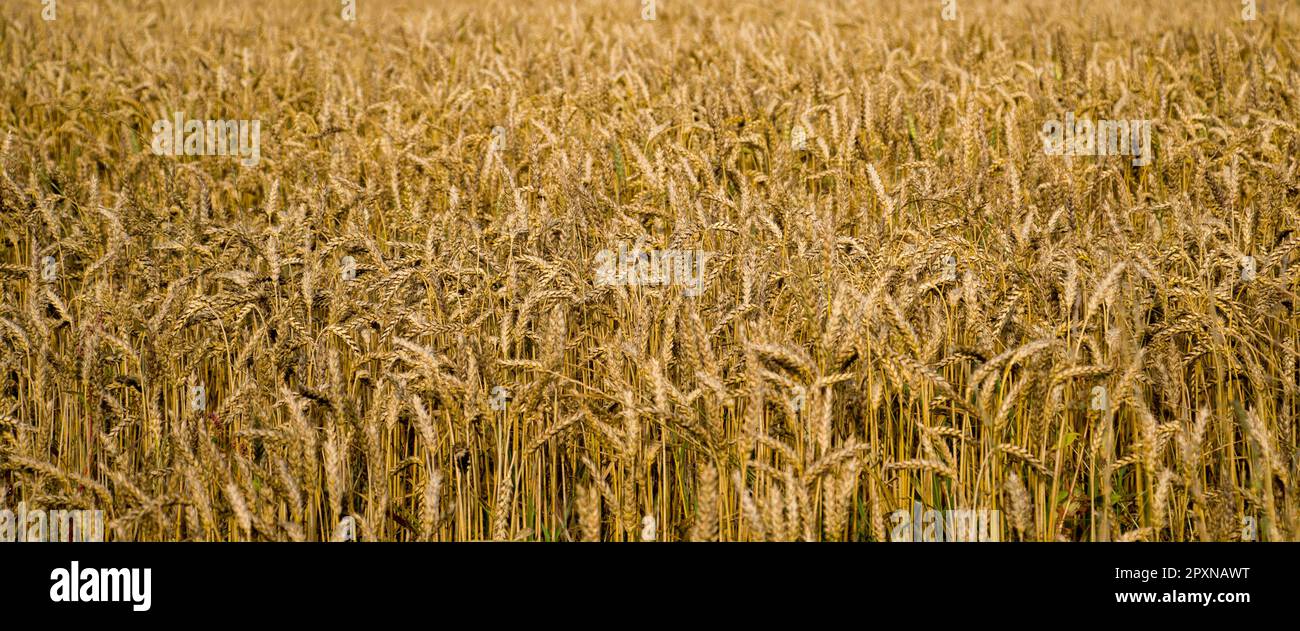 Full frame side view of golden wheat ears, natural background Stock ...
