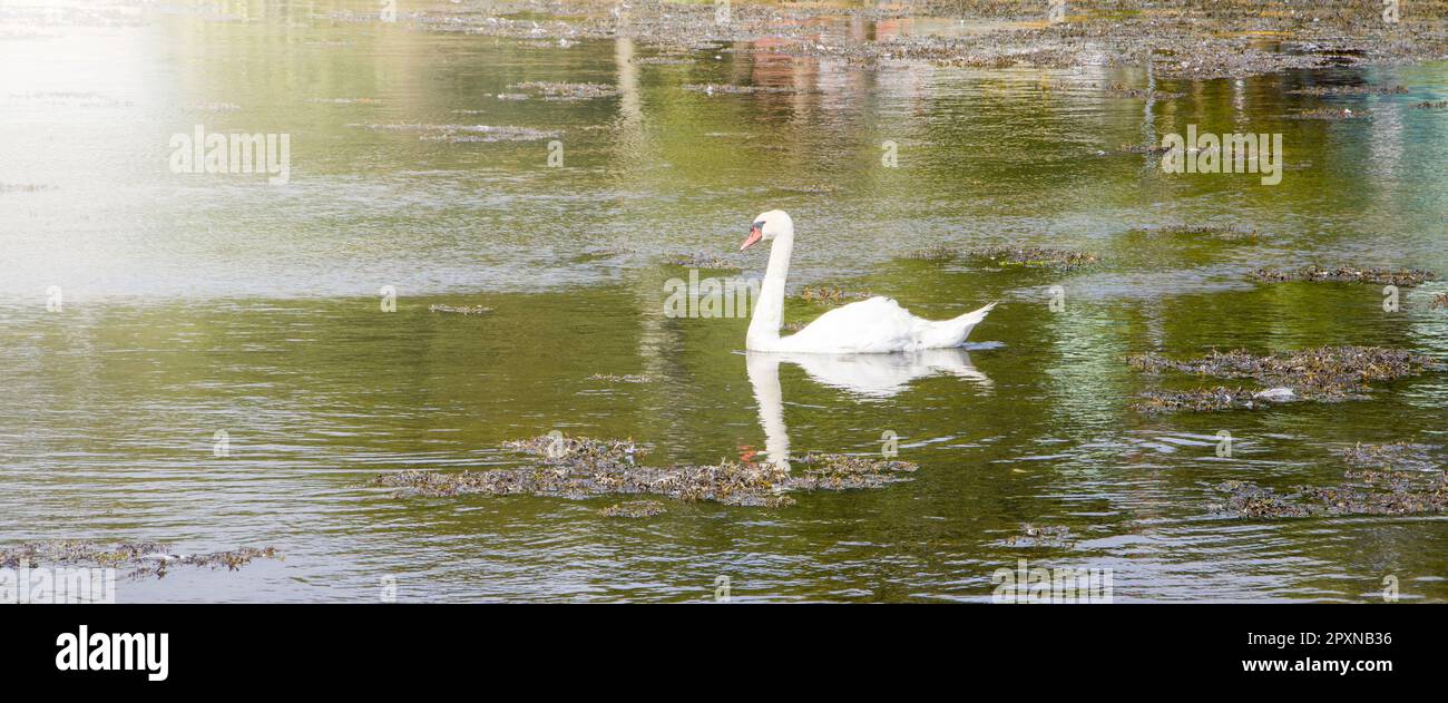 One large swan is floating on the surface of the pond. White swan on ...