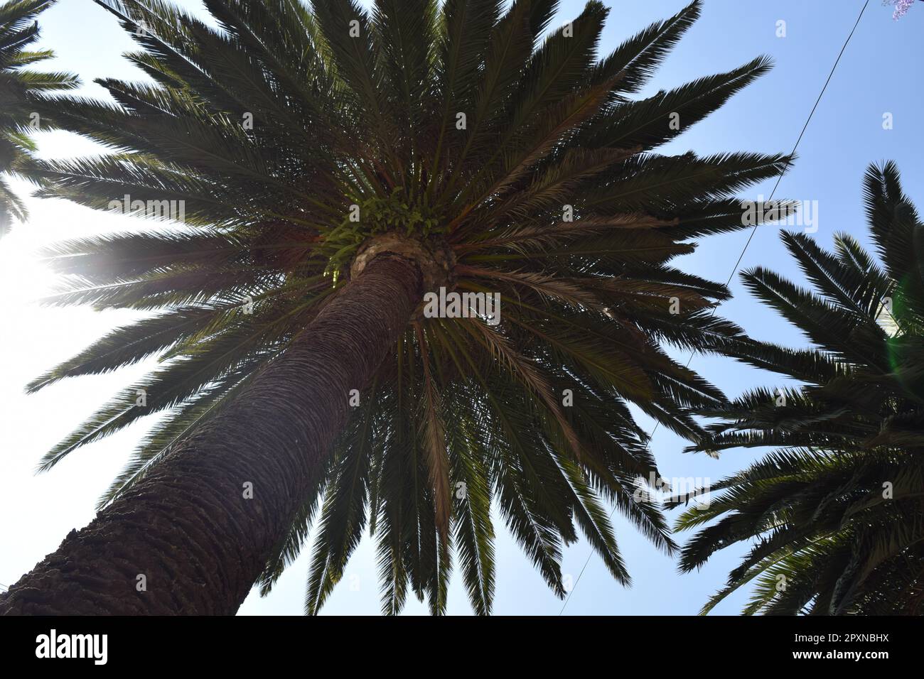 Sunny Palm Trees Stock Photo - Alamy