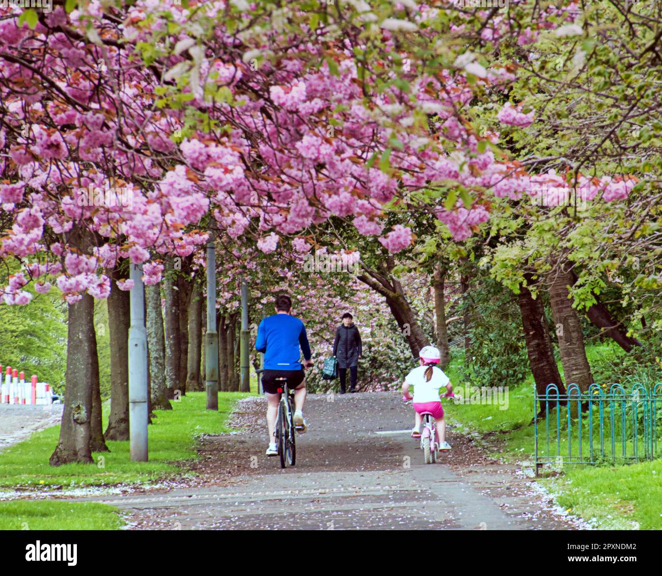 Glasgow, Scotland, UK 2nd May, 2023. UK Weather: Sunny cherry blossom ...
