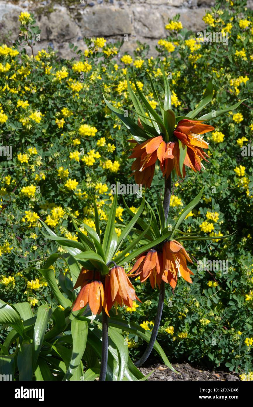 Orange spring flowers of Crown imperial, Fritillaria imperialis in ...