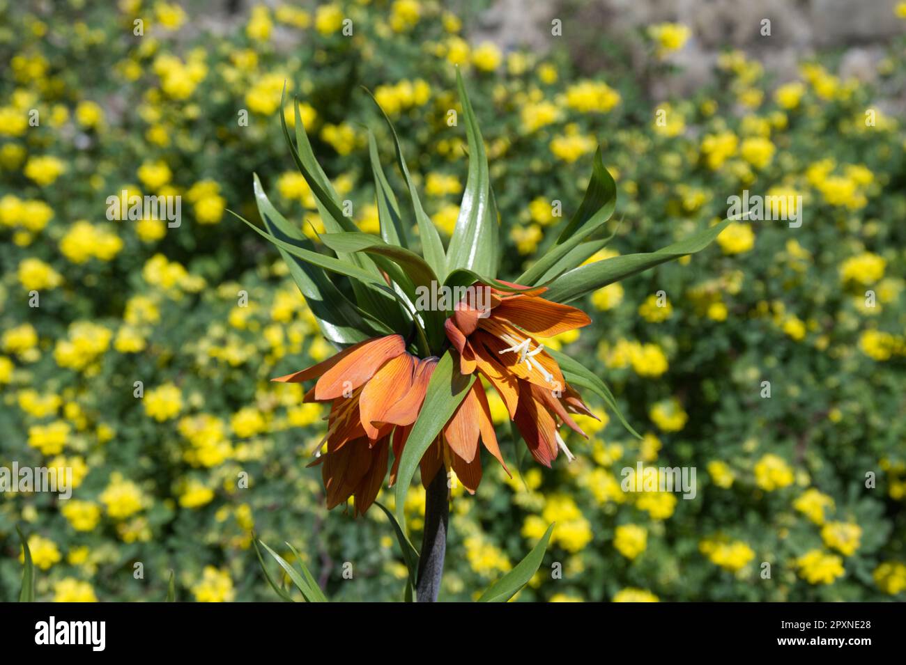 Orange spring flowers of Crown imperial, Fritillaria imperialis in ...