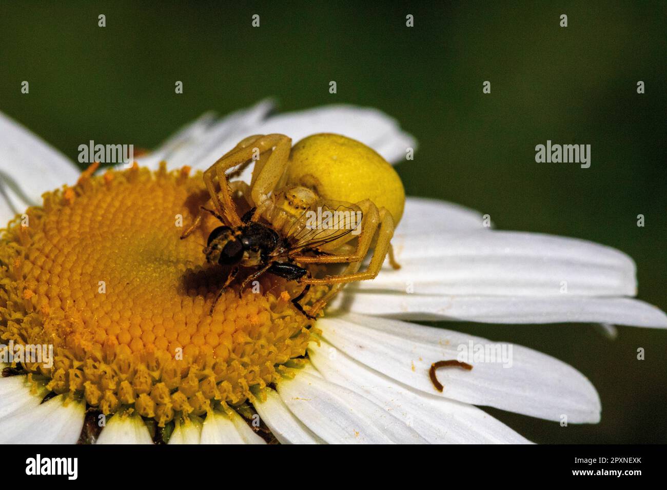 Head On, Detailed View of a Bright Yellow Crab Spider (Misumena vatia ...