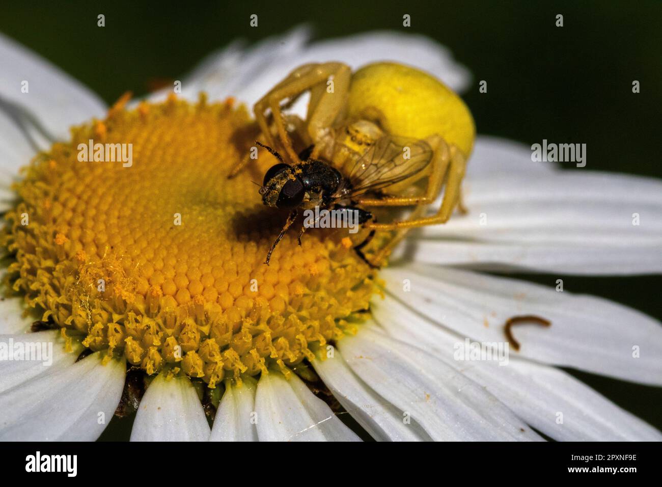 Head On View of a Bright Yellow Crab Spider (Misumena vatia) With ...