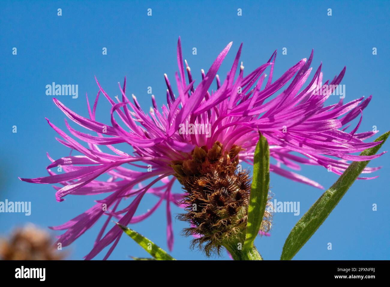 Close Up Detail of a Black Knapweed Flower (Centaurea nigra) Against a ...