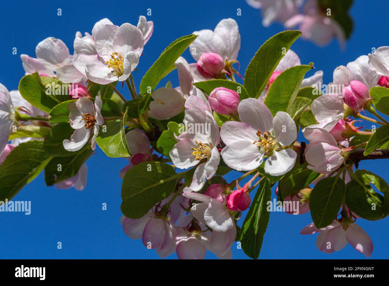 Colourful Underside View of Ornamental Cherry Blossom Flowers (Prunus ...