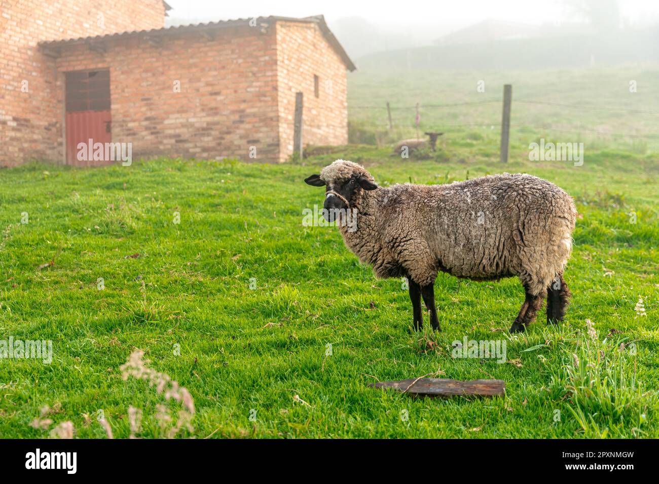sheep on the farm in the paddock Stock Photo - Alamy