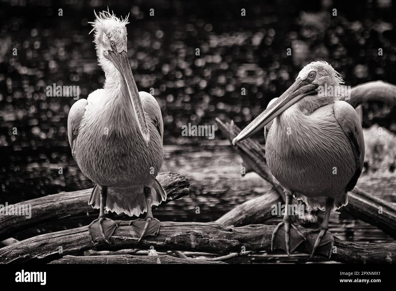 Krauskopf hi-res stock photography and images - Alamy