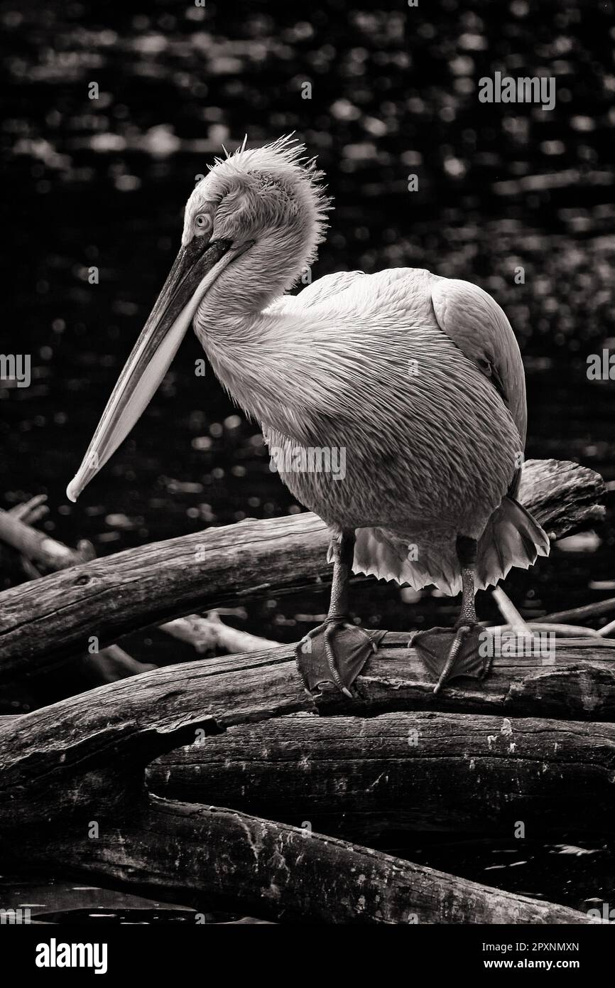 Krauskopf-Pelikan am Wasser Stock Photo - Alamy