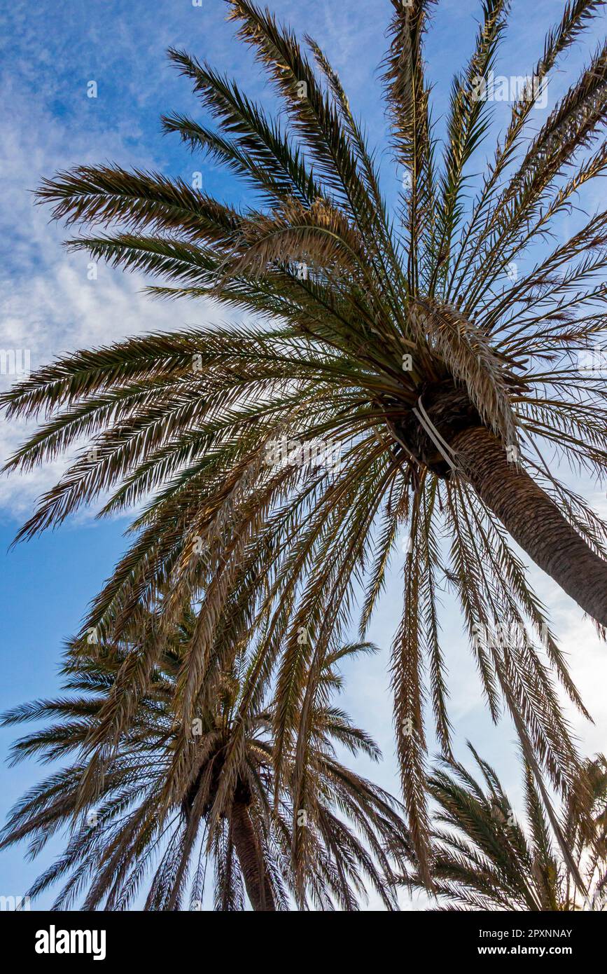 Silhouetted palm trees sky hi-res stock photography and images - Alamy