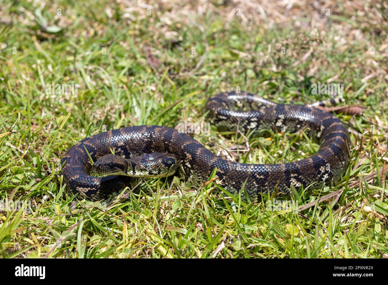 Sanzinia madagascariensis, also known as the Malagasy tree boa or ...