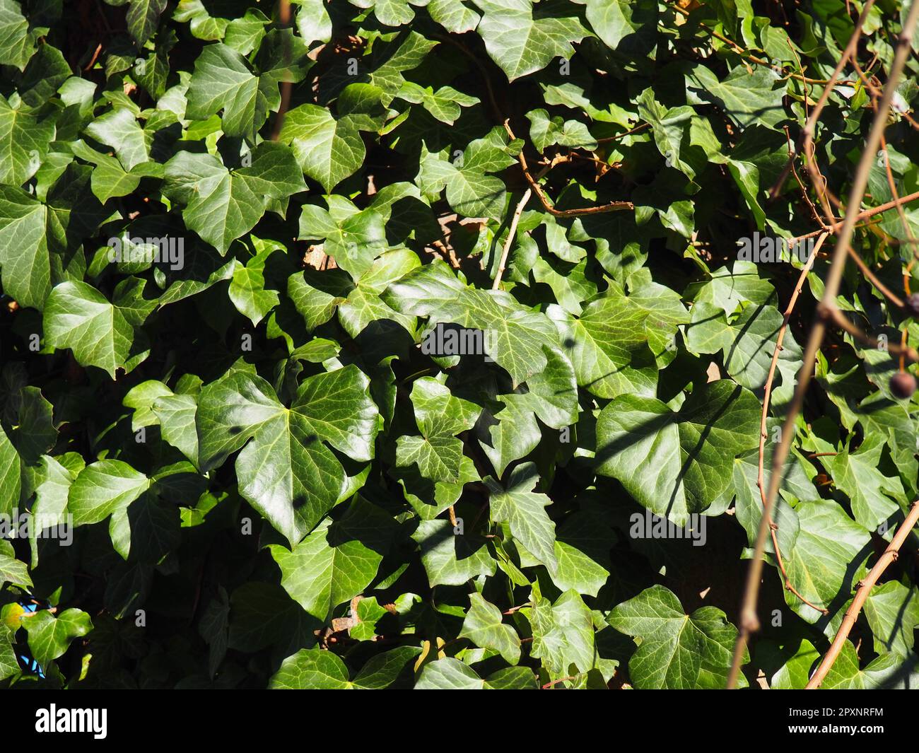 ivy or wild grapes. Green decorative lianas intertwined with stems ...