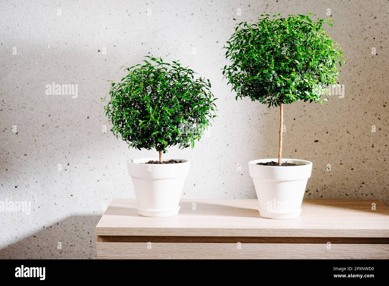 Potted myrtle topiary. Two green myrtle trees, Myrtus communis Stock ...