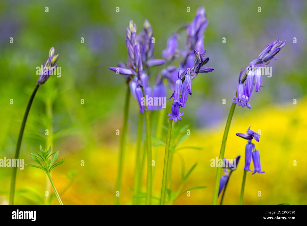 Close up of small clump of beautiful Bluebells in a woodland against a ...