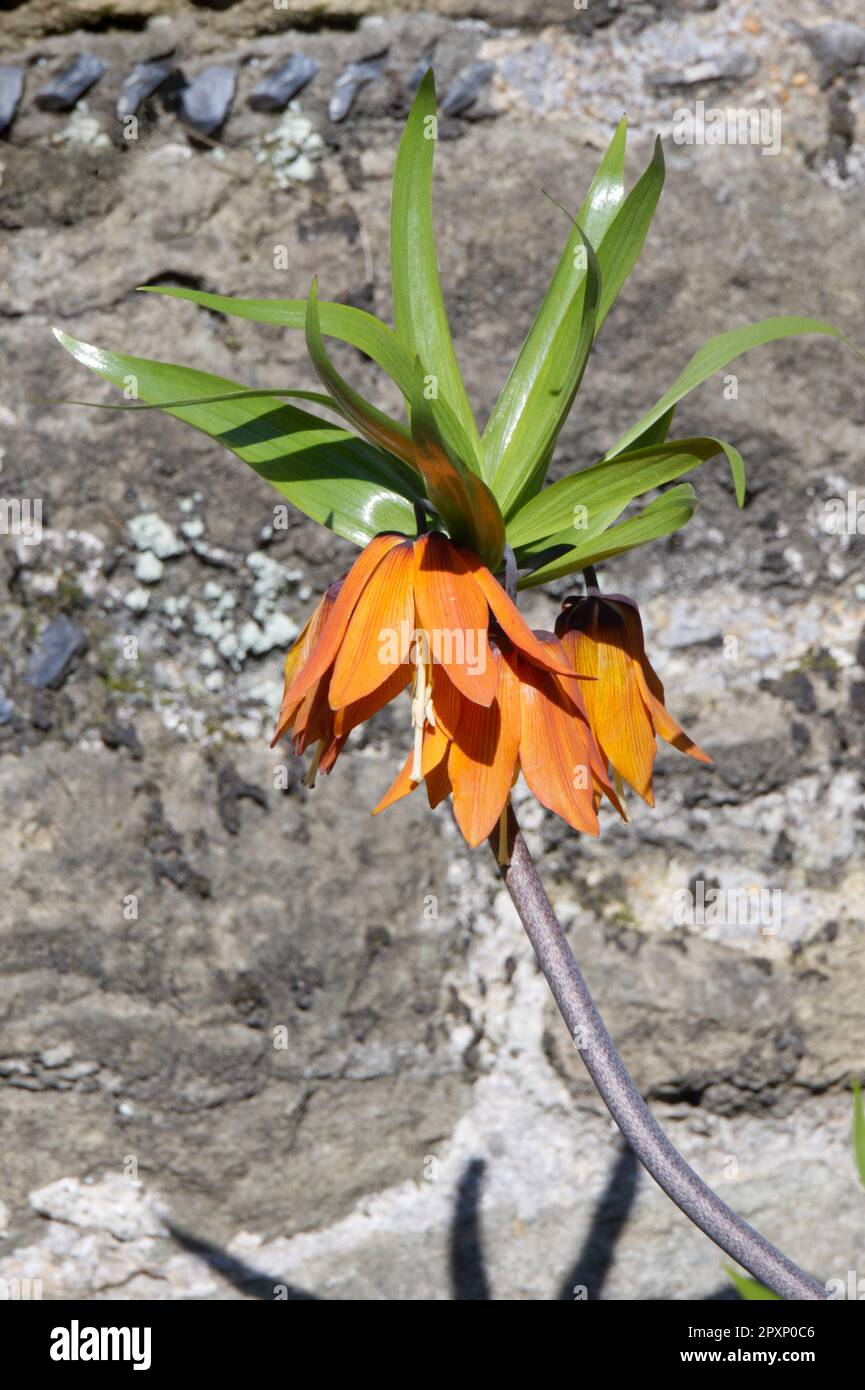 Orange spring flowers of Crown imperial, Fritillaria imperialis in ...