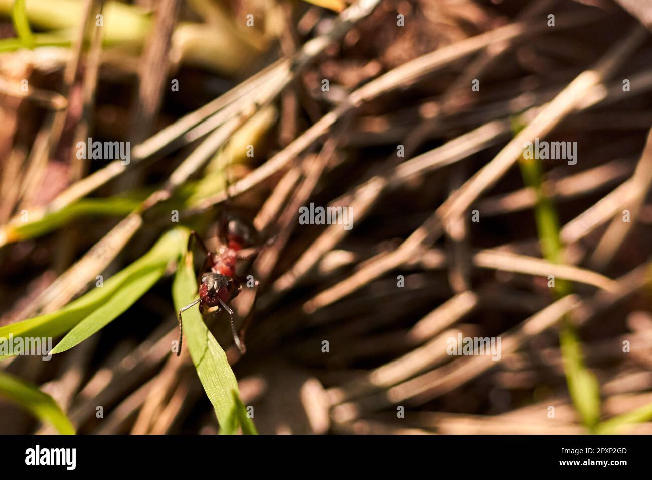 A closeup of a vibrant green grass blade, with a small ant perched atop ...